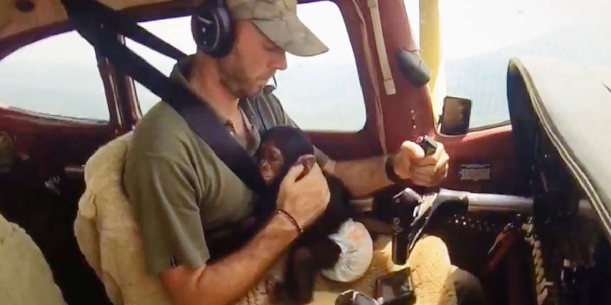 Baby Chimp Is So Grateful To Be Flown To Safety - Videos - The Dodo