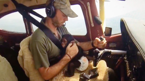 Pilot Does The Sweetest Thing For Rescued Baby Chimp - Videos - The Dodo