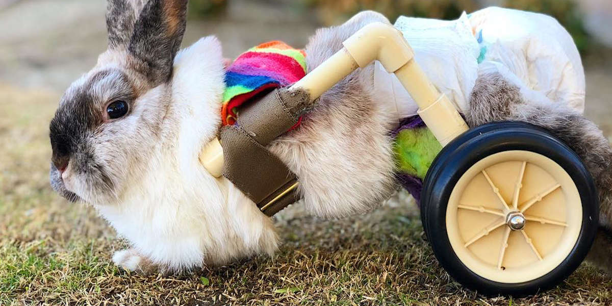 Bunny Gets Around With Her Cute Little Wheelchair - Videos - The Dodo