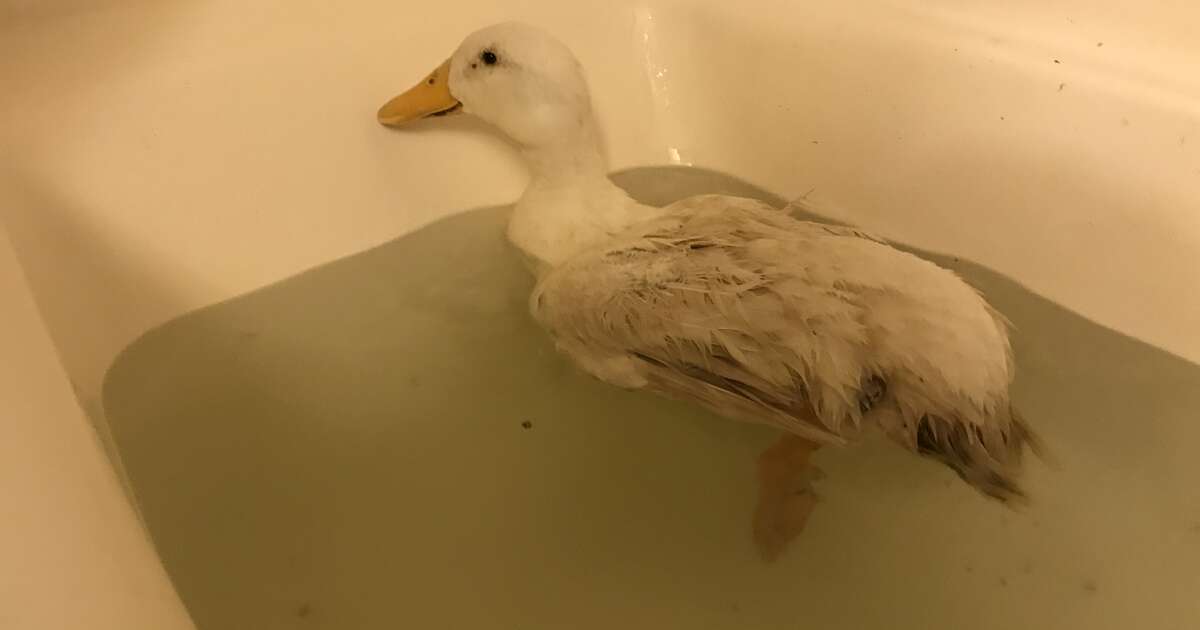 Duck With Injured Foot Loves To Cuddle Her Rescuer - The Dodo