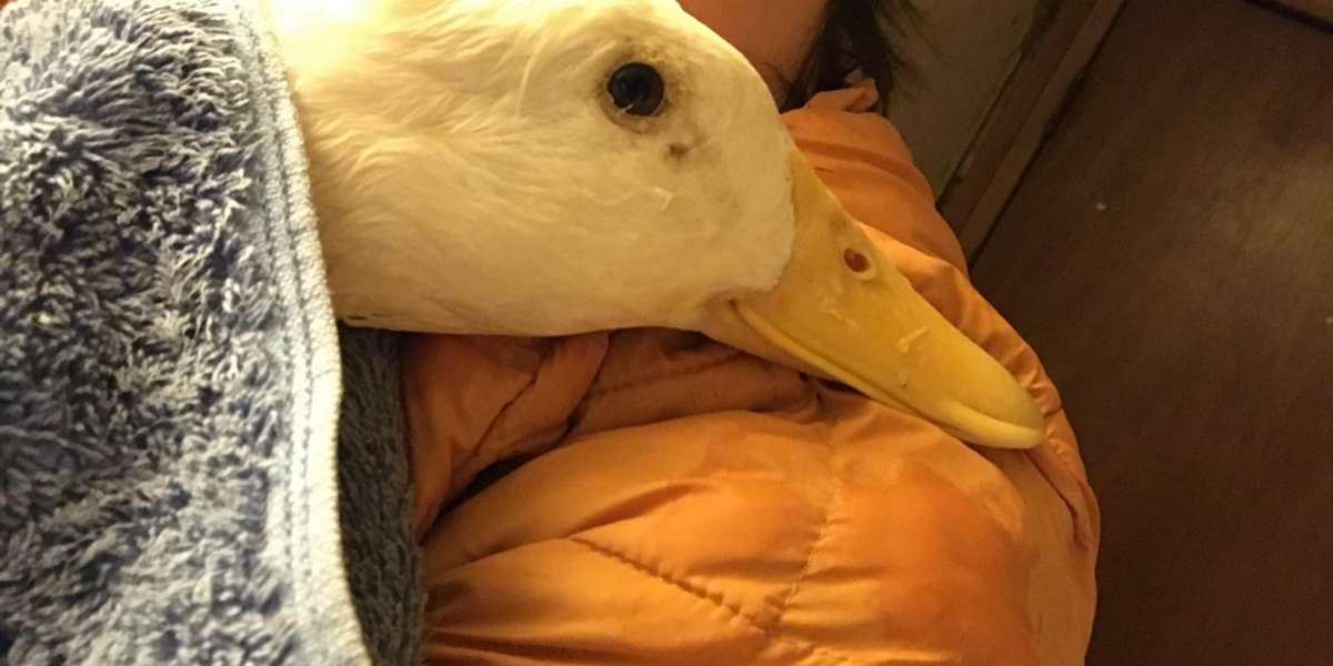 Duck With Injured Foot Loves To Cuddle Her Rescuer - The Dodo