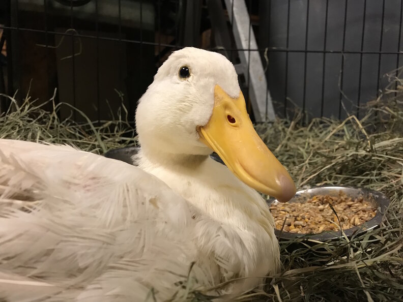 Duck With Injured Foot Loves To Cuddle Her Rescuer - The Dodo