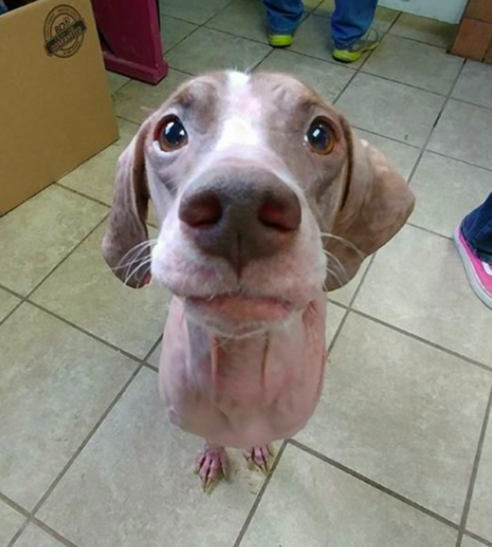 Bald Dog Found In Utah Desert Makes Amazing Transformation - The Dodo