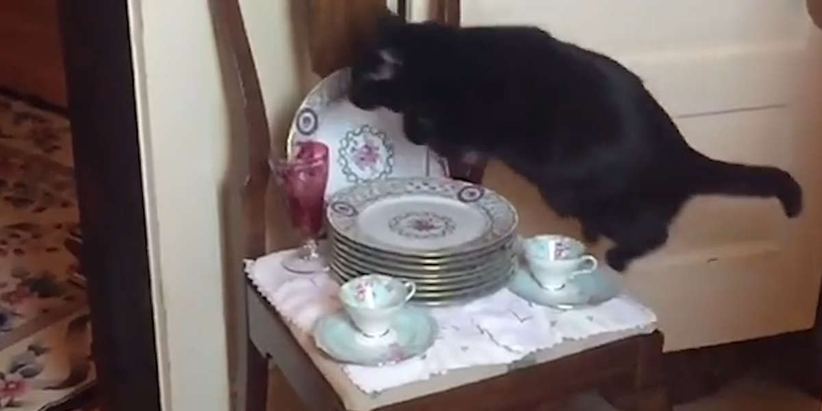 Cat Is Pretty Sure This Kitchen Floor Is Totally Evil - Videos - The Dodo