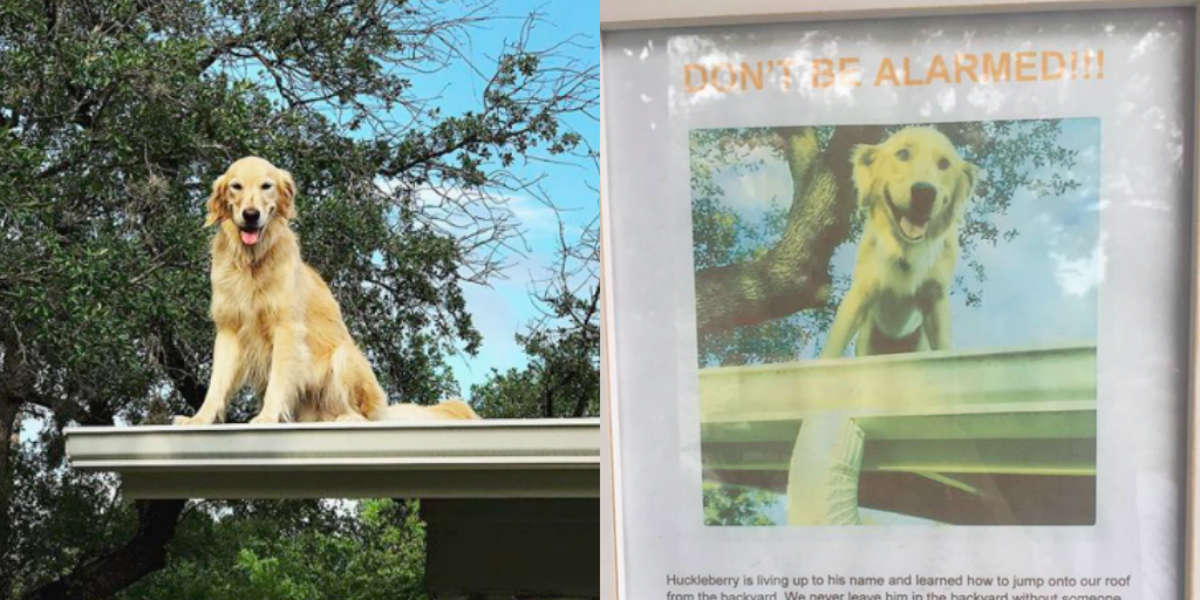 Huck The Golden Retriever Loves Chilling Out On His Roof - The Dodo