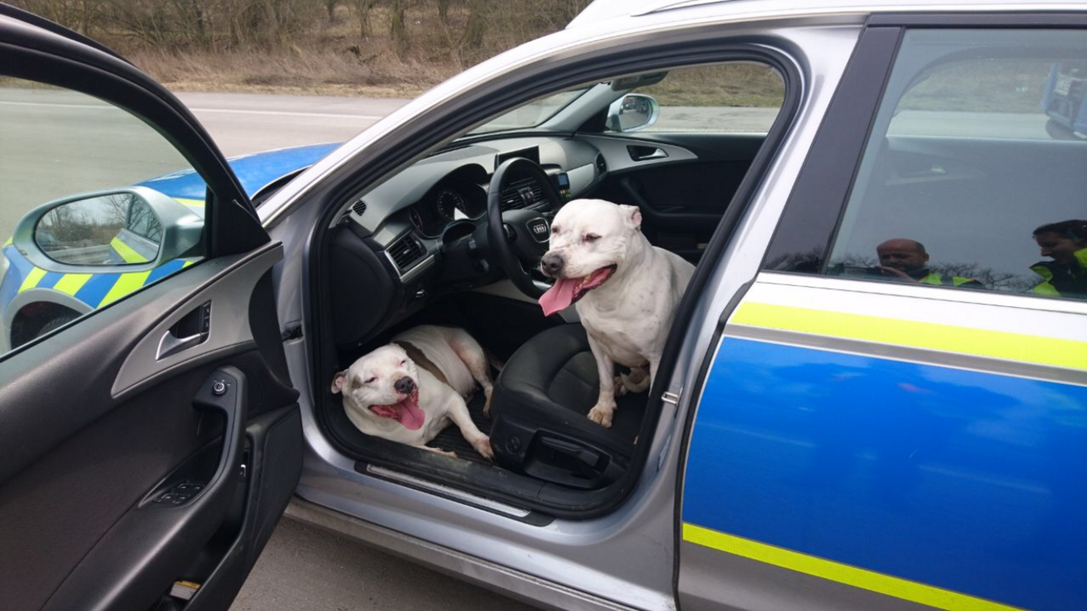Lost Dogs Sneak Into Police Car To Ask Cops For Help - The Dodo