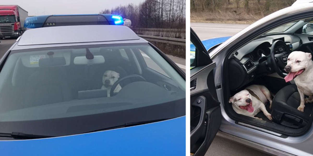 Lost Dogs Sneak Into Police Car To Ask Cops For Help - The Dodo
