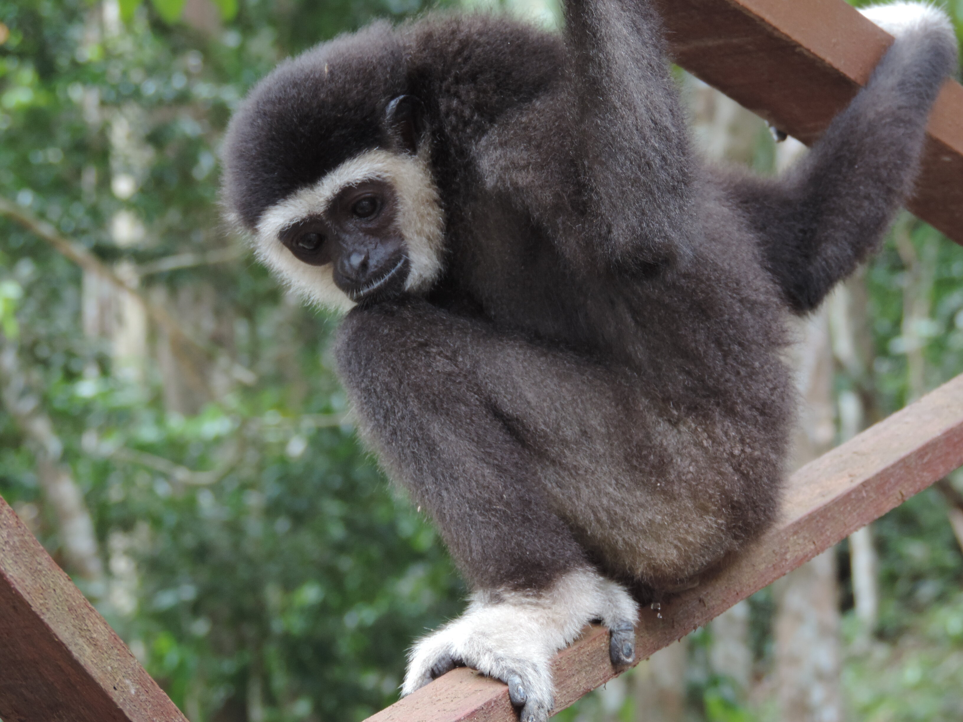 Wild Gibbon Was Kept Locked In Cage As A Pet For Years - The Dodo