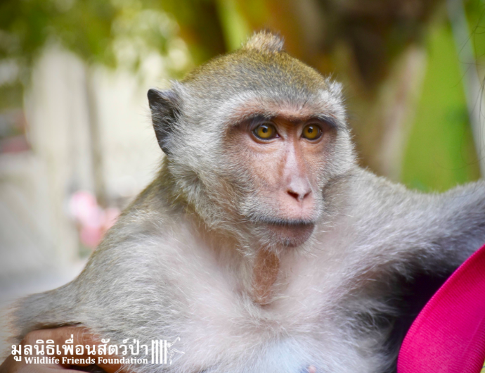 Macaque Who Spent Years Tied To Tree In Baby Clothes Is Finally Free ...