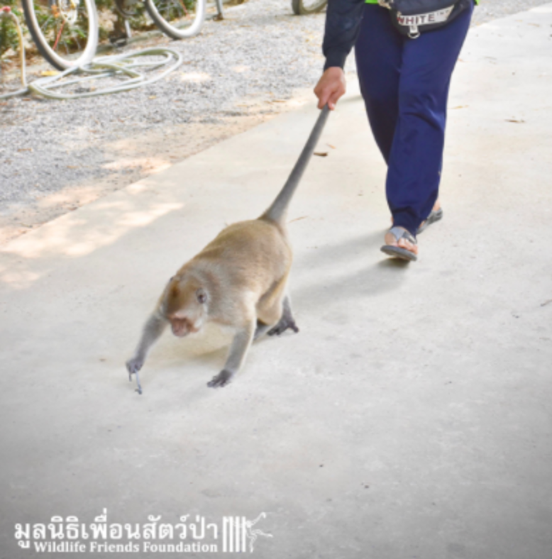 Macaque Who Spent Years Tied To Tree In Baby Clothes Is Finally Free ...
