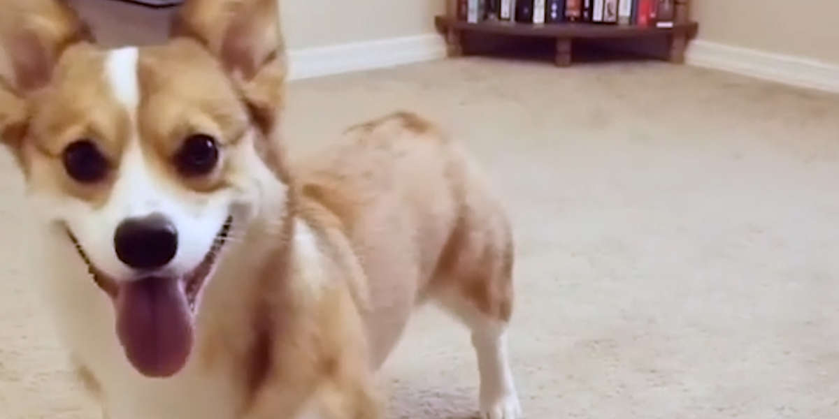 Smart Corgi Knows The Best Tricks - Videos - The Dodo