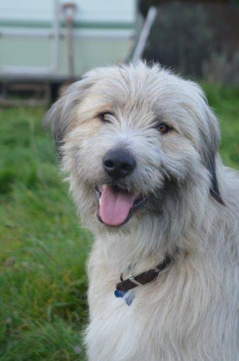 Kratu The Rescue Hilariously Fails Crufts Dog Show Agility Course - The ...