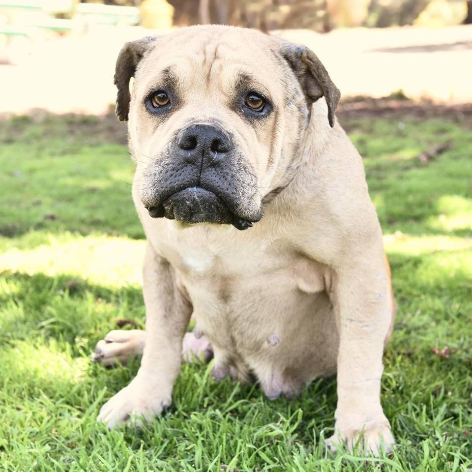 Bait Dog 'Thrown Away' In Trash Heap Is So Happy Now - The Dodo