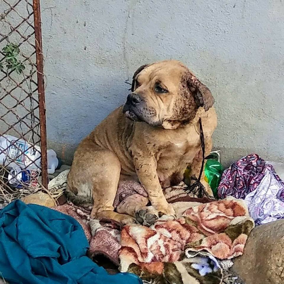 Bait Dog 'Thrown Away' In Trash Heap Is So Happy Now - The Dodo