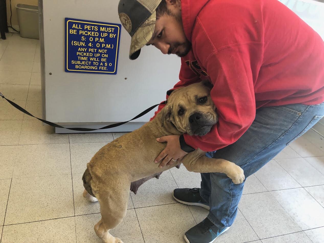 Bait Dog 'Thrown Away' In Trash Heap Is So Happy Now - The Dodo