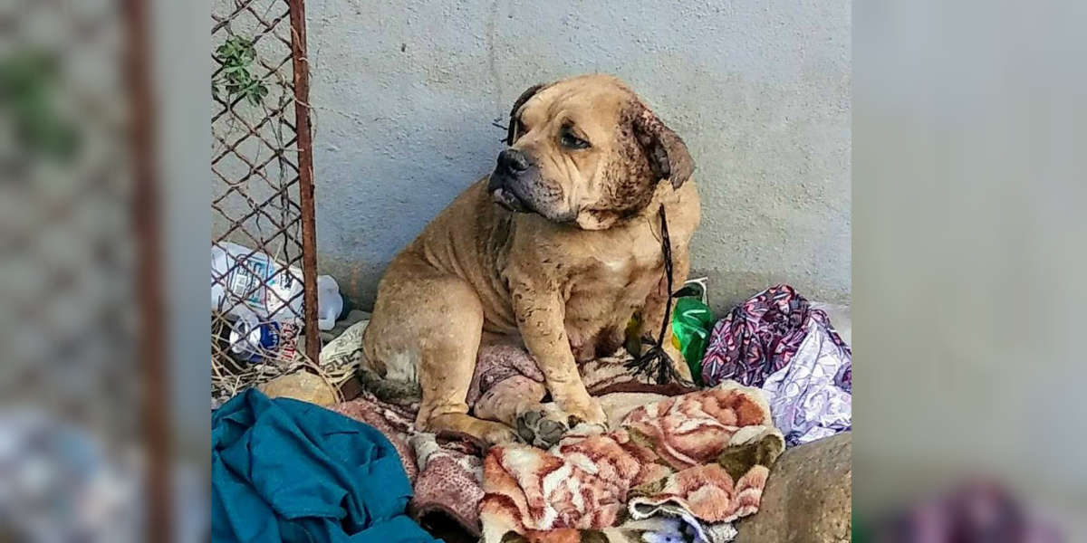 Bait Dog 'Thrown Away' In Trash Heap Is So Happy Now - The Dodo