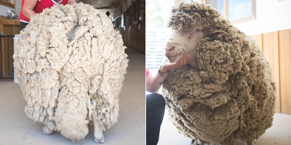 Rescuers Shear Australian Sheep With Dangerously Overgrown Fleece - The ...