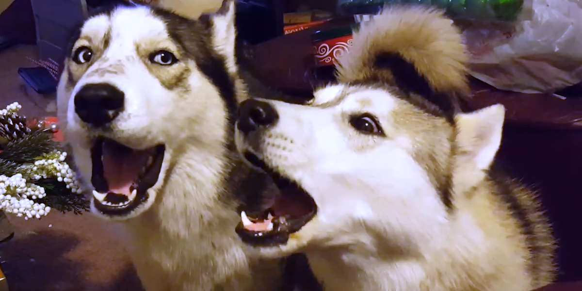 Just A Bunch Of Huskies Who Love Singing - Videos - The Dodo