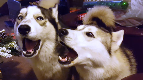 Happy Husky Is Always Smiling - Videos - The Dodo