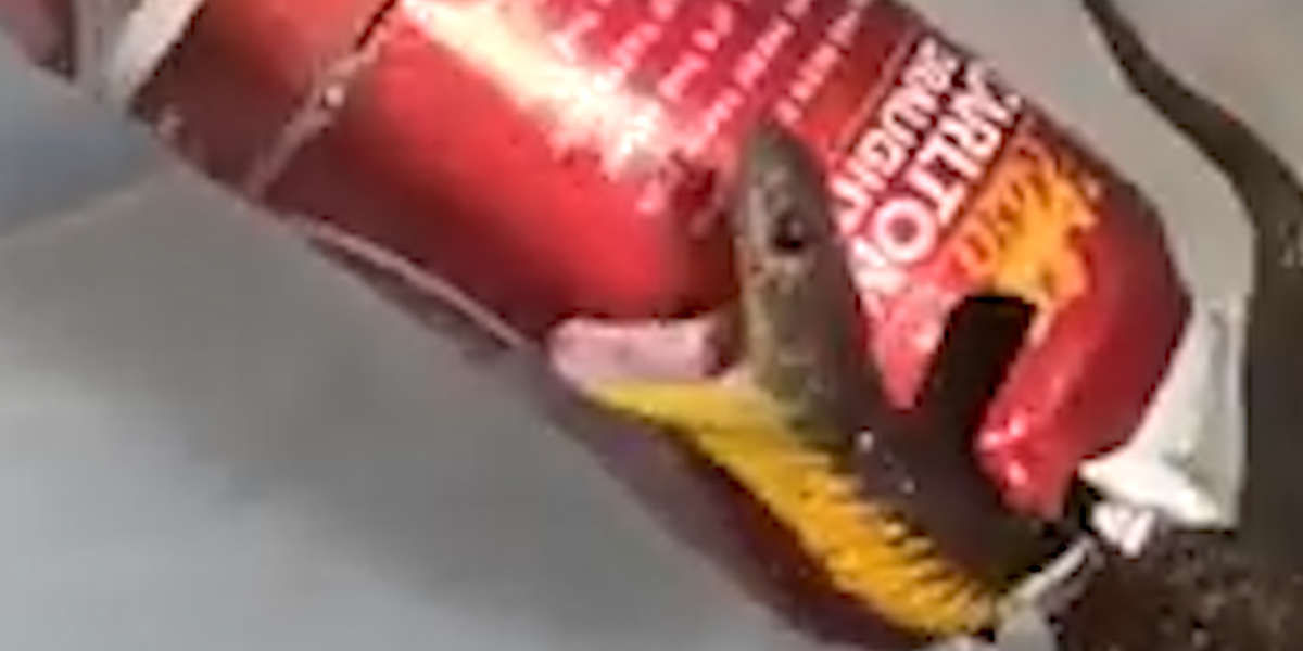 Guy Rescues Poisonous Snake From Can - Videos - The Dodo