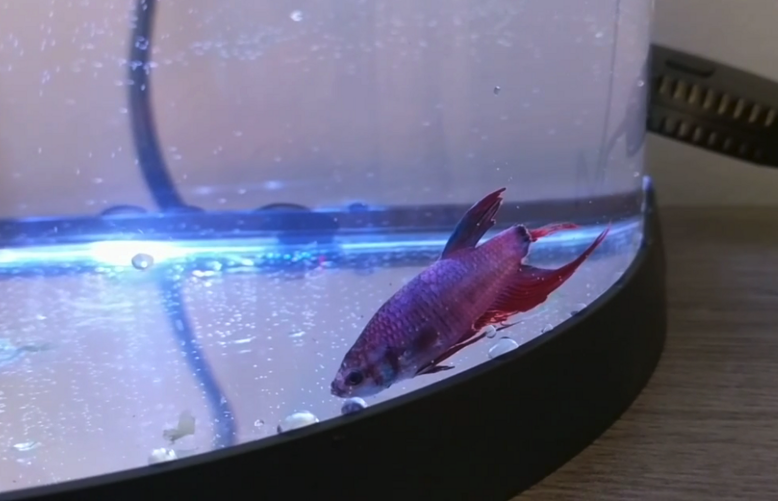 Dying Betta Fish Rescued From Walmart Makes A Stunning Transformation ...