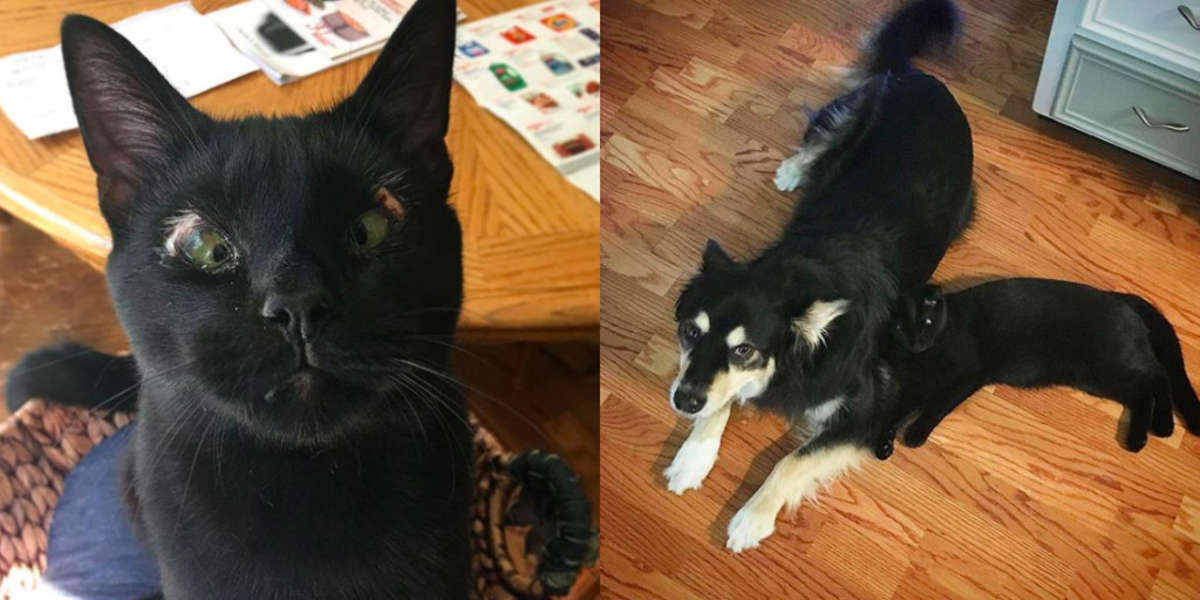 Woman Finds Stray Kitten Born With No Eyelids And Helps Him See - The Dodo