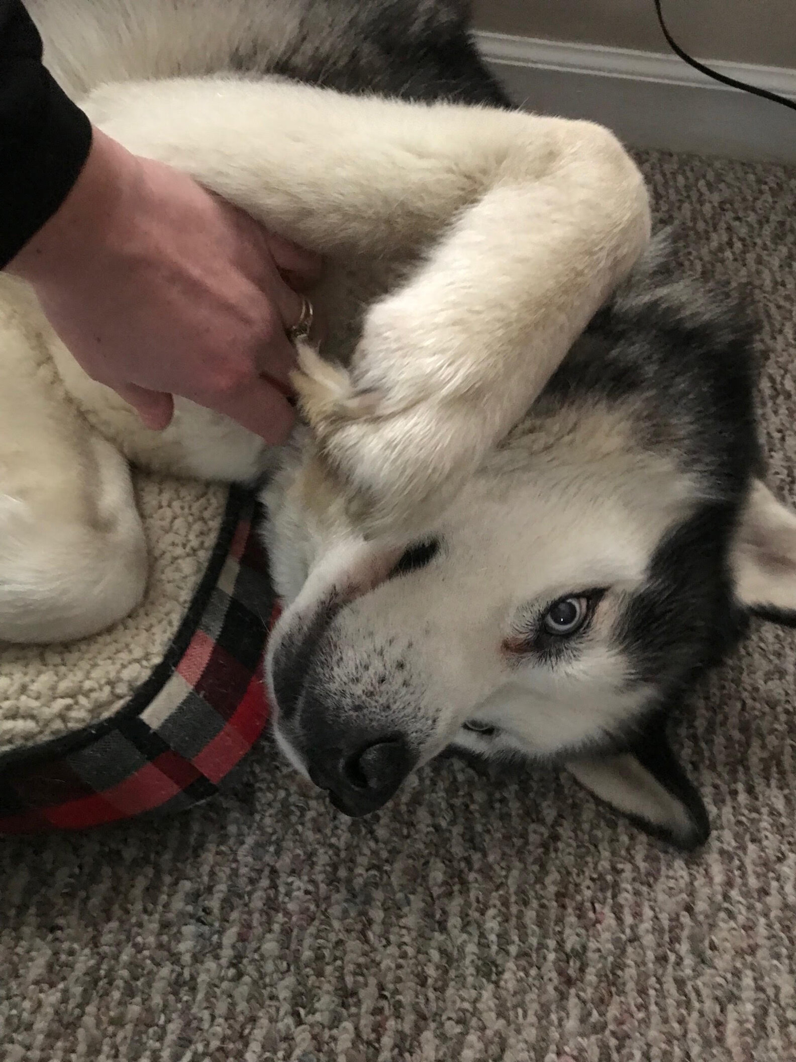 Husky Who Spent Entire Life Chained Up Outside Finally Finds A Home ...