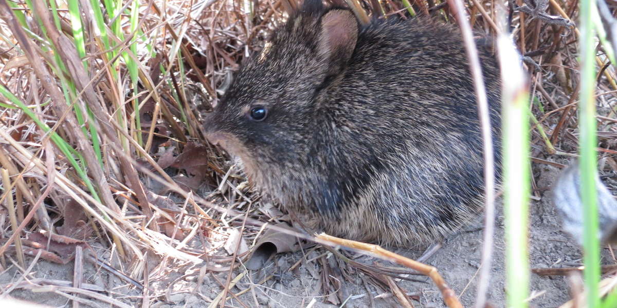 Rare Hispid Hare Spotted For The First Time In 34 Years - The Dodo