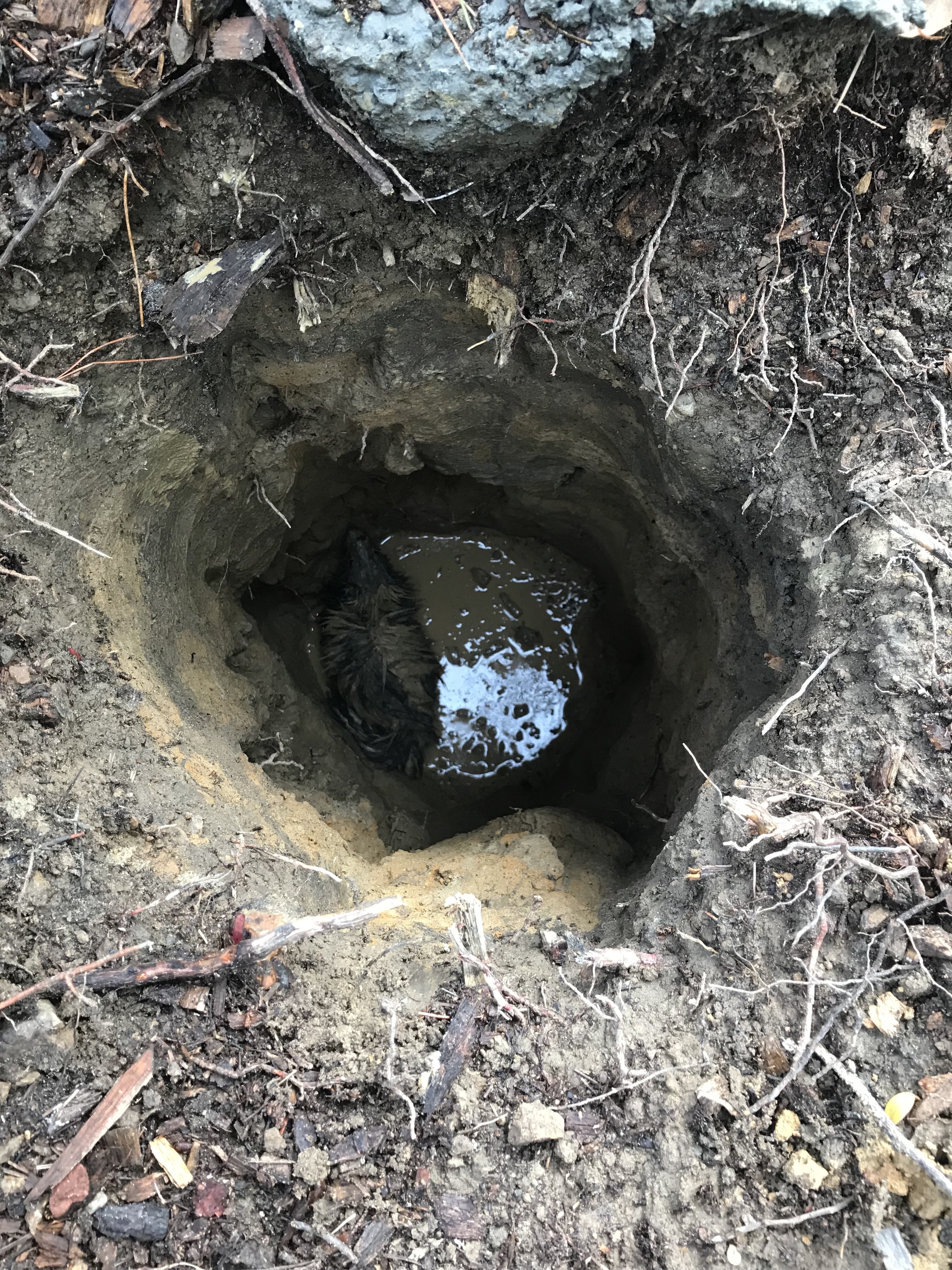 Helpless Skunks Rescued From Muddy Hole In Oakland Yard - The Dodo
