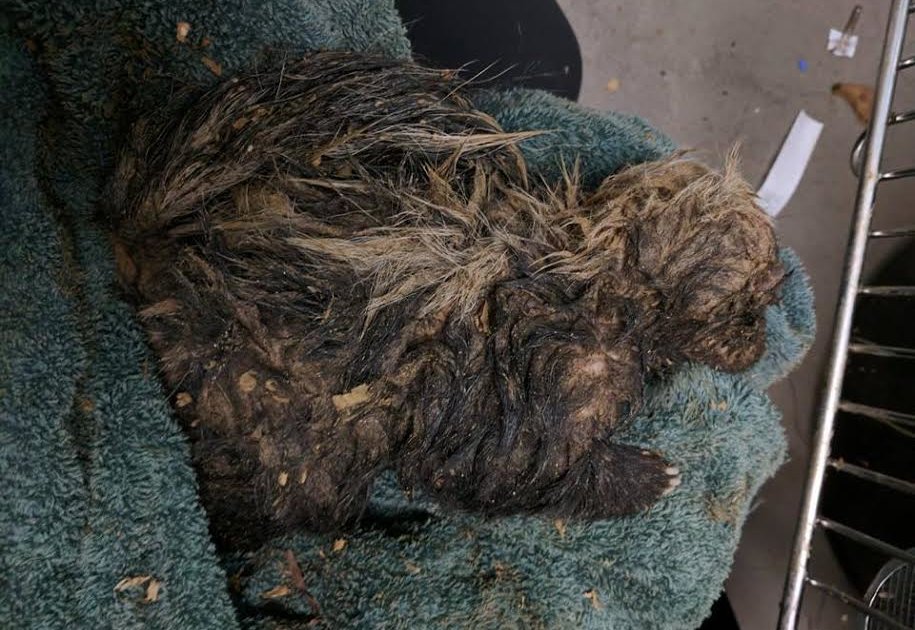 Helpless Skunks Rescued From Muddy Hole In Oakland Yard - The Dodo