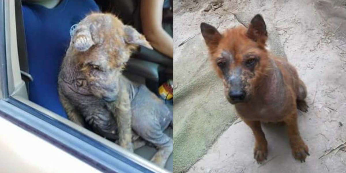 Hairless Chow Saved From Streets Of Tijuana Is So Fluffy Now The Dodo