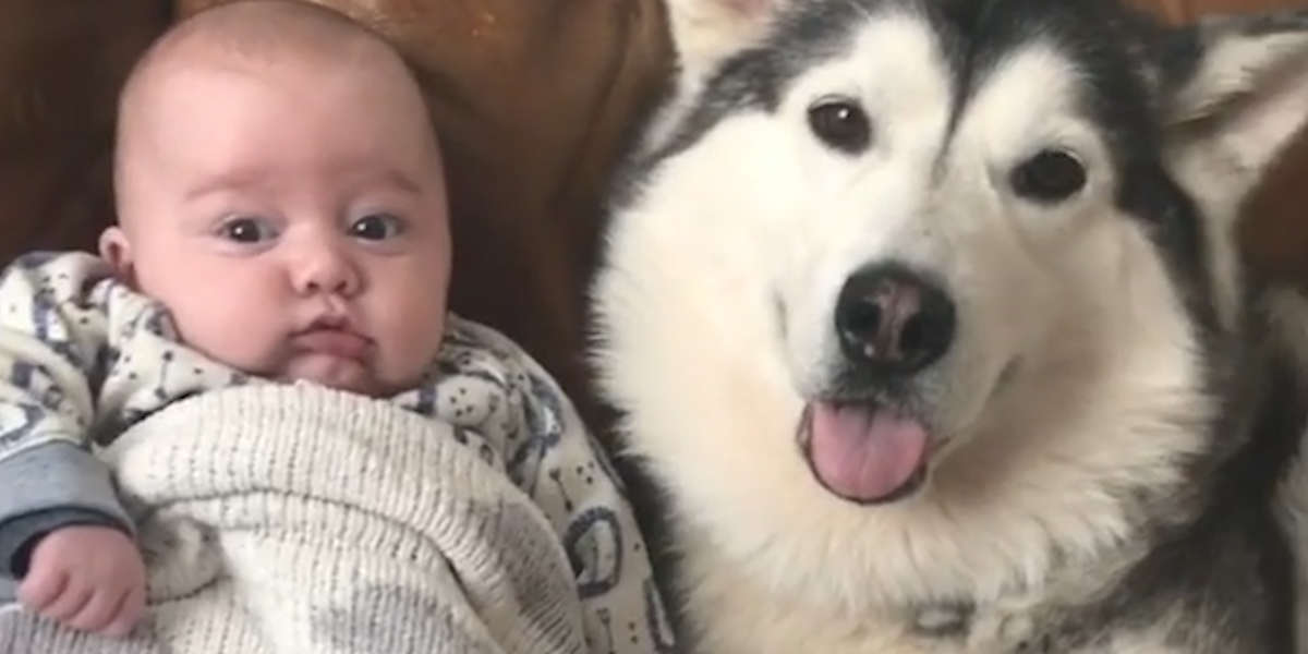 Needy Husky Learns How To Share Her Dad's Attention - Videos - The Dodo