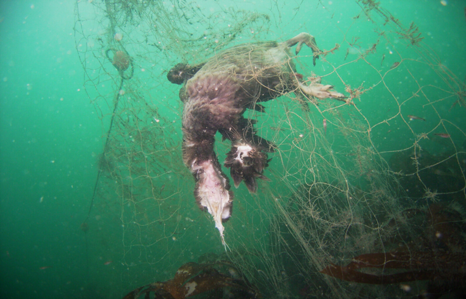 Ghost Fishing Nets Are Killing Thousands Of Marine Animals Each Year ...