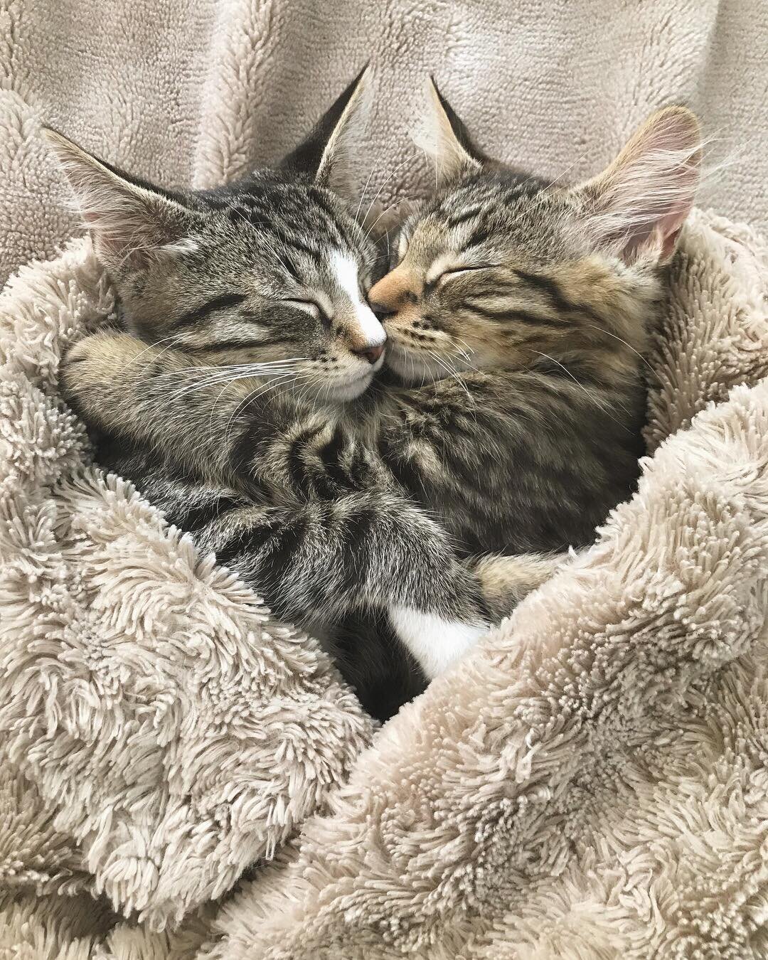 Kitten Brothers Wouldn't Stop Cuddling Until They Got Adopted Together ...