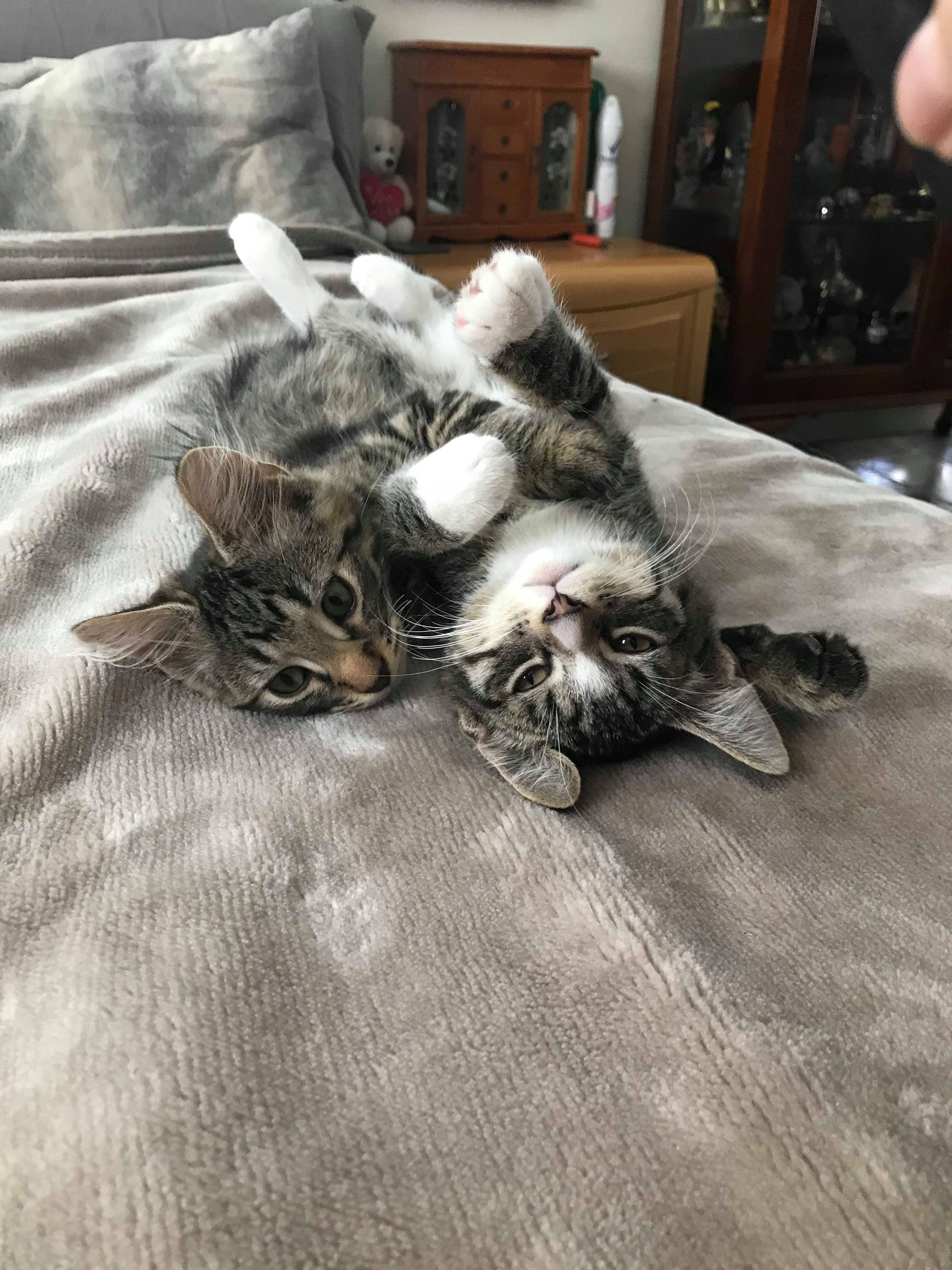Kitten Brothers Wouldn't Stop Cuddling Until They Got Adopted Together ...