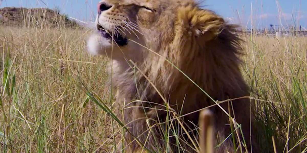 These Wild Animals Are Living The Dream - Videos - The Dodo