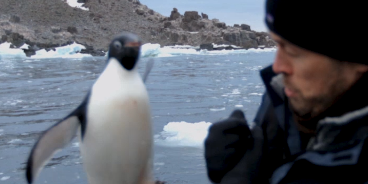 Penguin Dashes Onto Researcher’s Boat - Videos - The Dodo