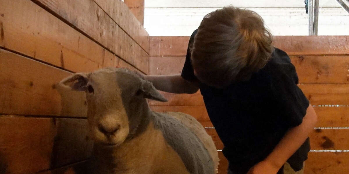 Scared Sheep Totally Calms Down When She Meets This Little Boy - Videos ...