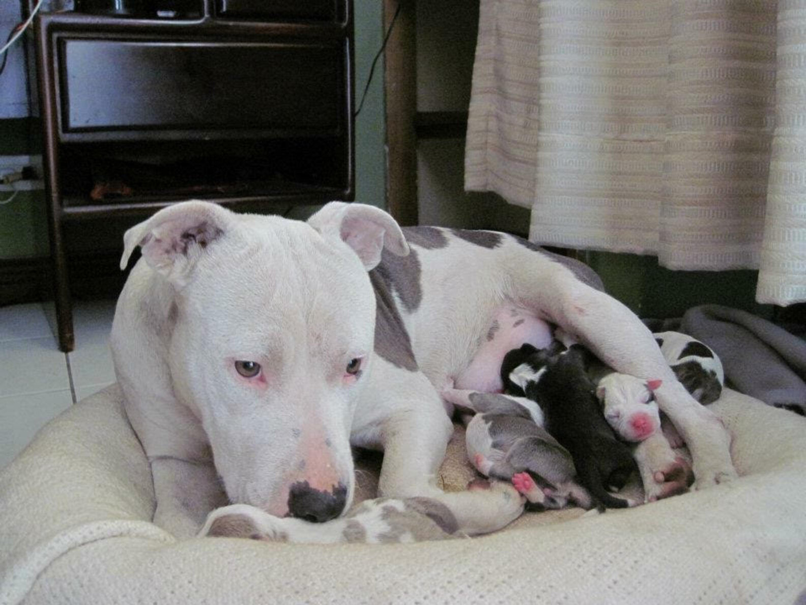 Meet Puppy Grey: A Pit bull With Disabilities Defying Odds To Survive ...