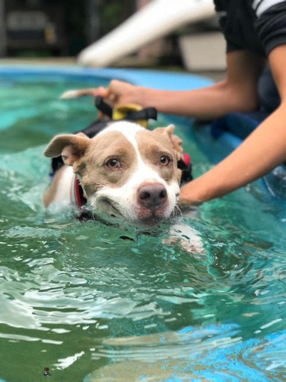 Meet Puppy Grey: A Pit bull With Disabilities Defying Odds To Survive ...