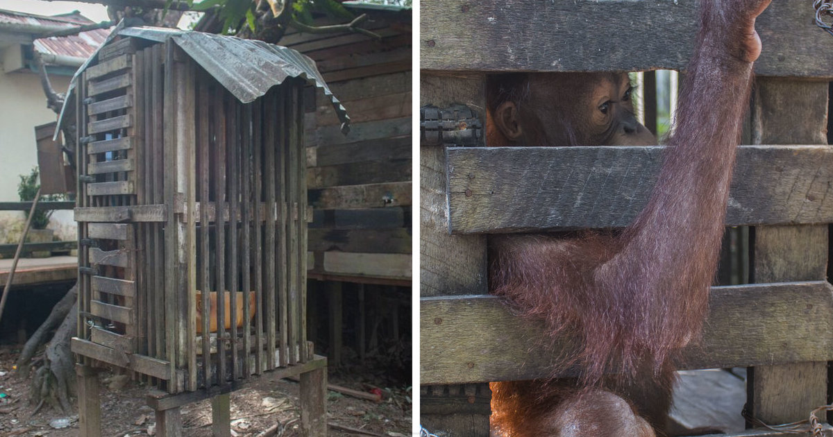 Baby Orangutan Freed After Spending A Year In A Tiny Cage In Borneo ...