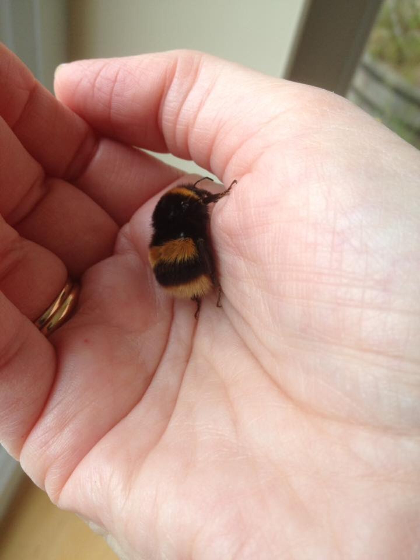 Woman Rescues Bumblebee Born Without Wings - The Dodo