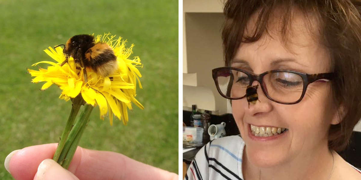 Woman Rescues Bumblebee Born Without Wings - The Dodo