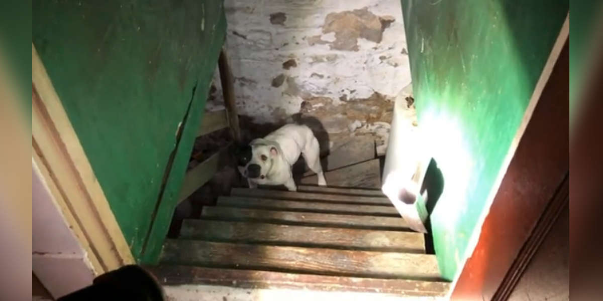 Man Buys House Only To Find Pit Bull Chained Up In Basement - The Dodo