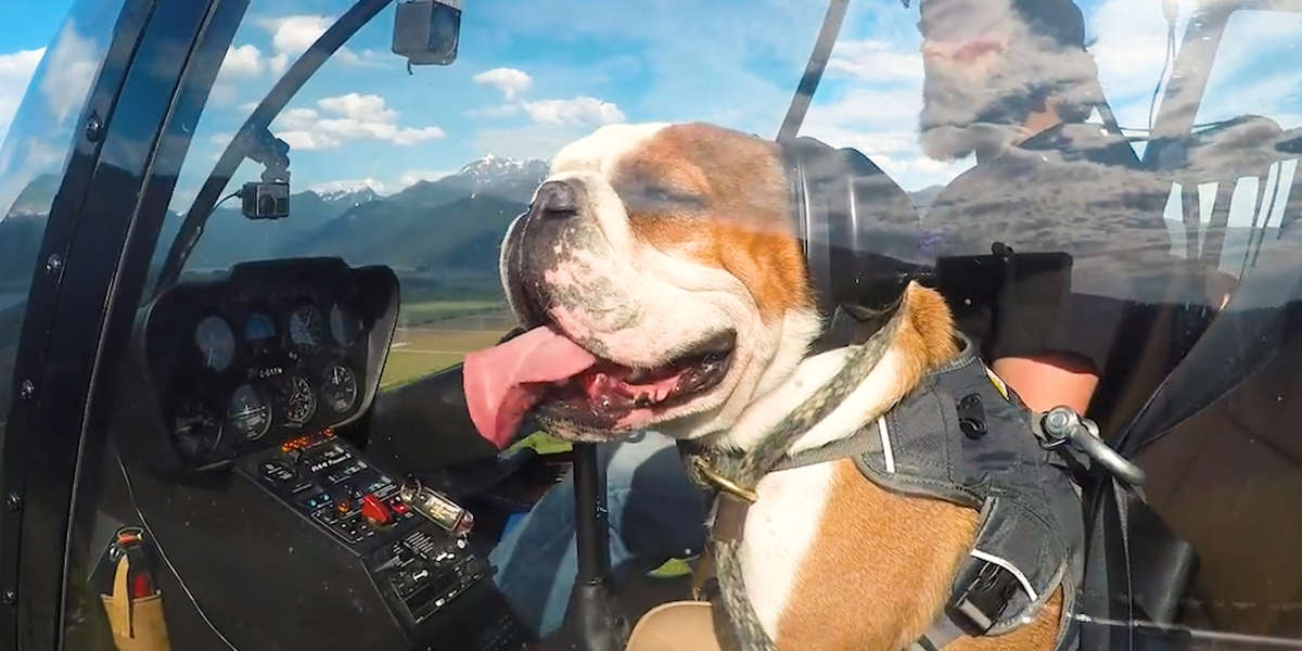 Bulldog With Irrational Fears Loves Helicopter Rides - Videos - The Dodo
