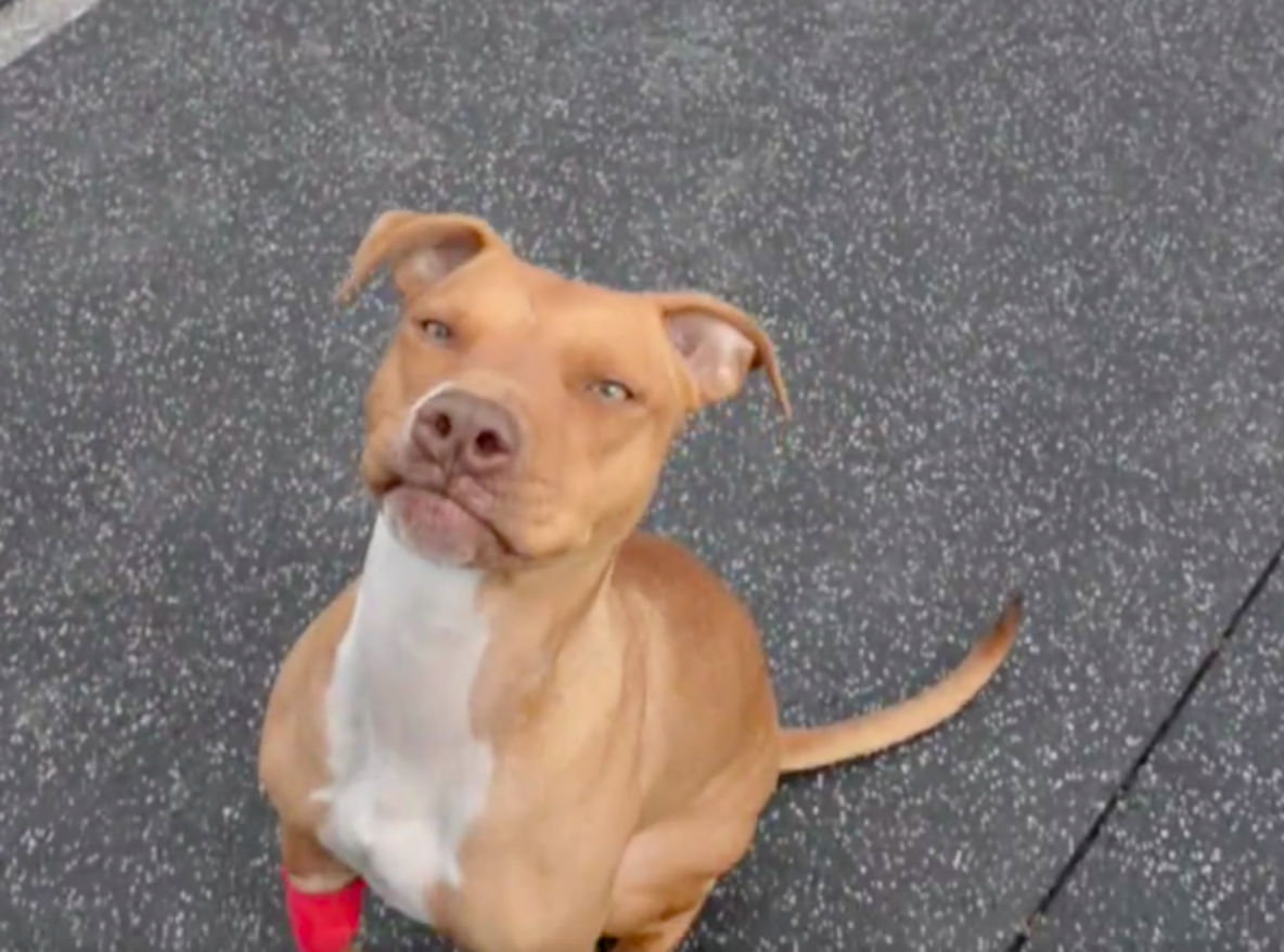 Dog Injected With Cocaine Makes Amazing Recovery - The Dodo