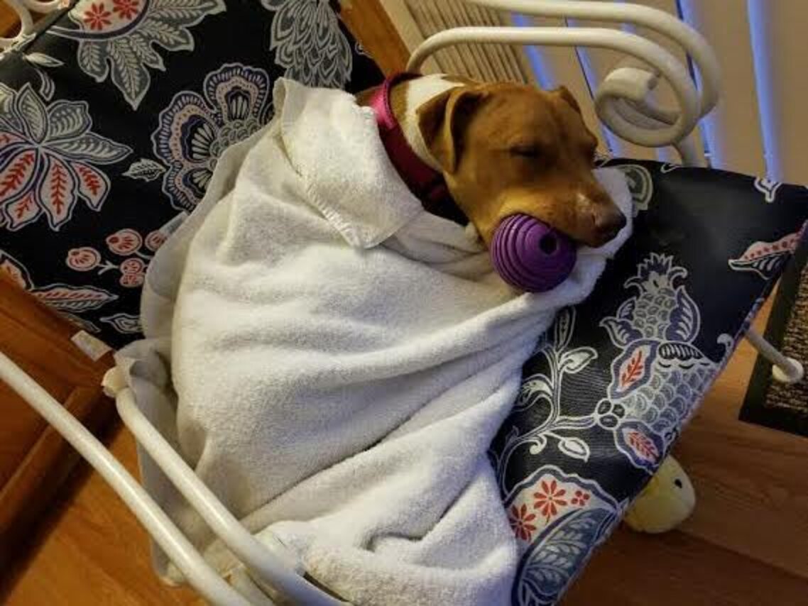 Dog Injected With Cocaine Makes Amazing Recovery - The Dodo