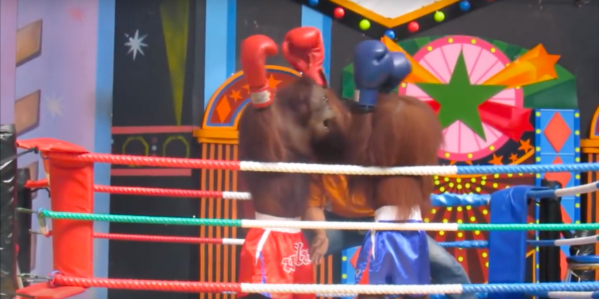 Bangkok Zoo Show Forces Orangutans Into Boxing Ring - The Dodo