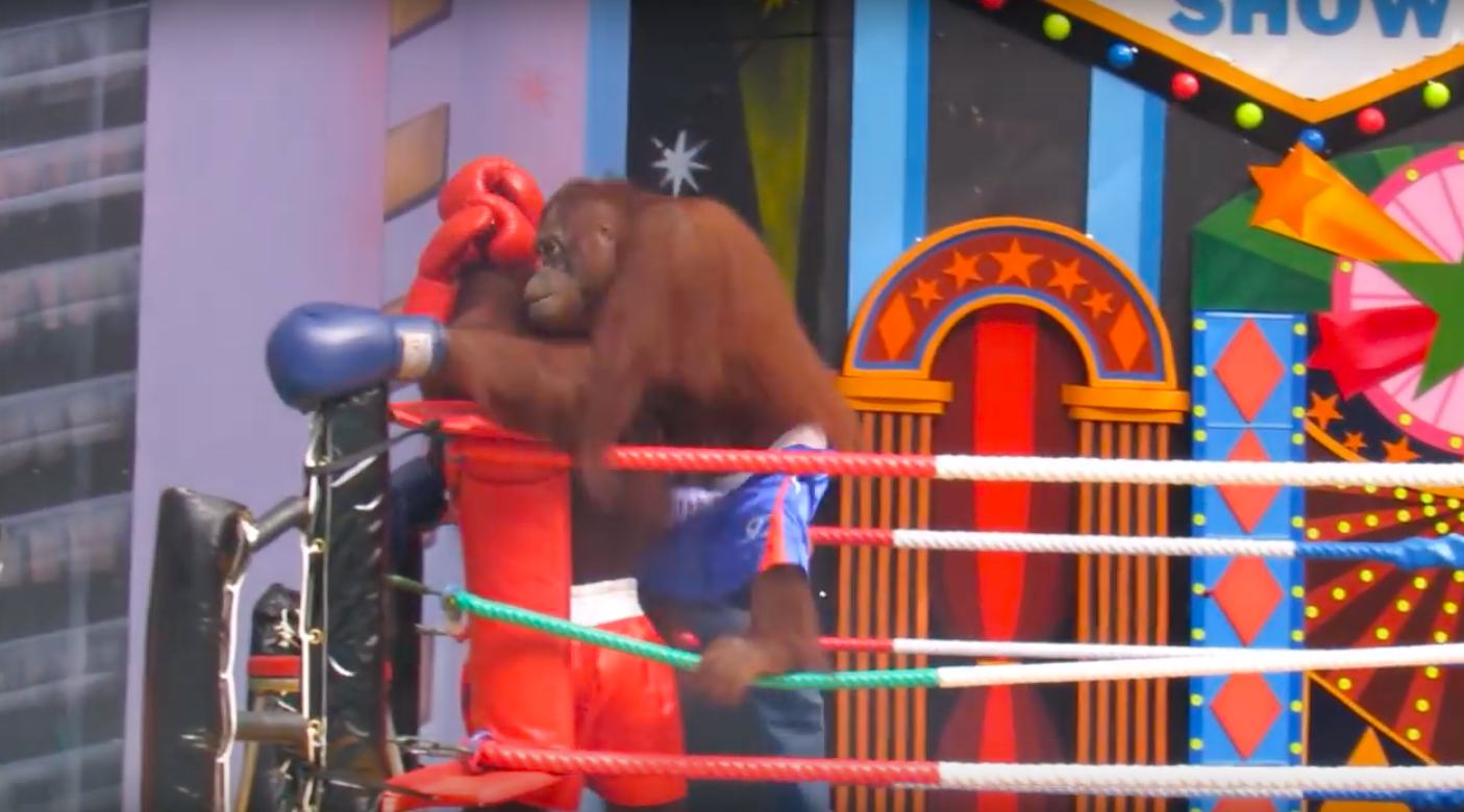 Bangkok Zoo Show Forces Orangutans Into Boxing Ring - The Dodo