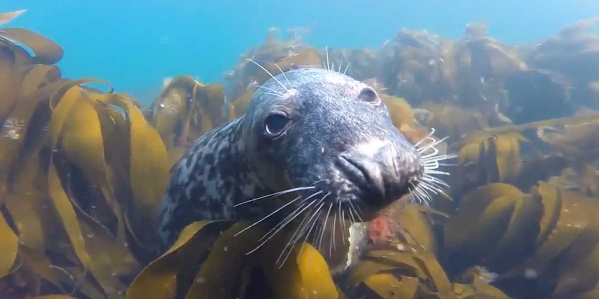 People Having Amazing Ocean Encounters - Videos - The Dodo